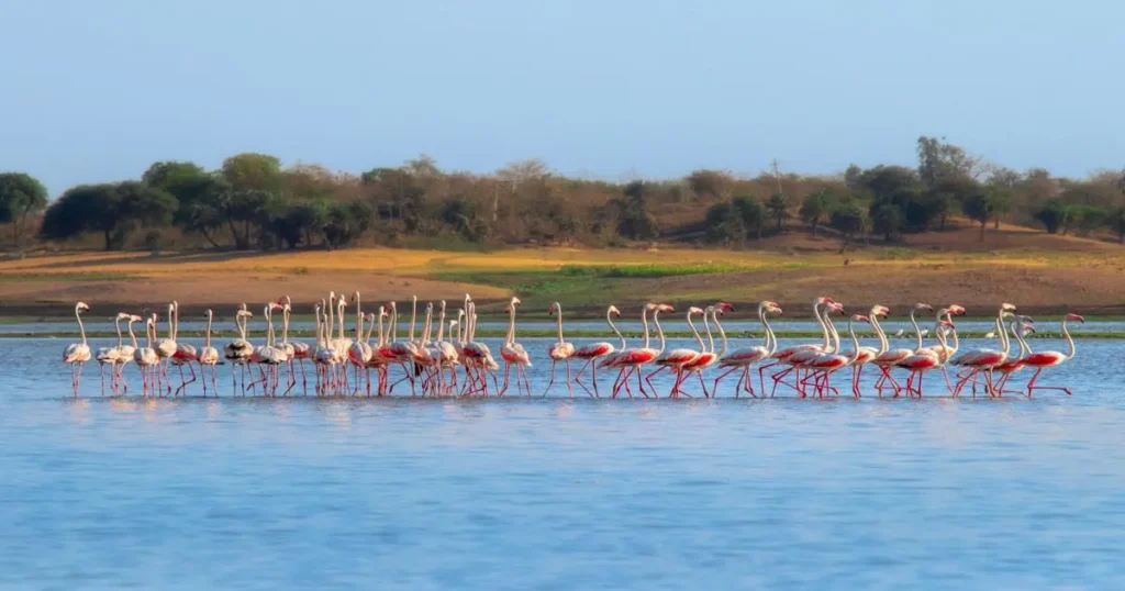 Flamingo Wildlife Habitat Las Vegas – The Free Nature Oasis on the ...