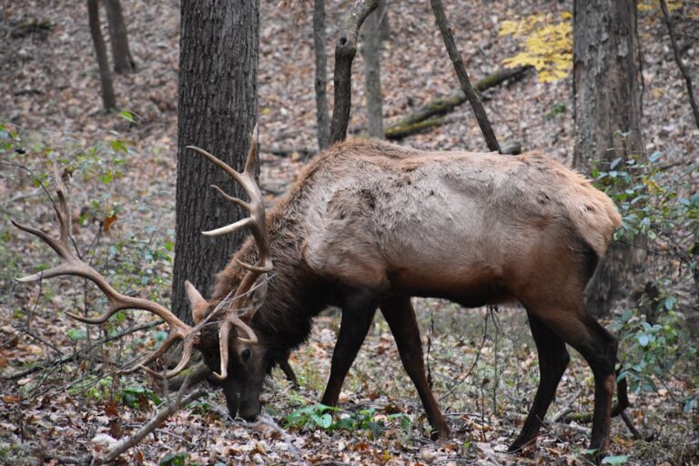 7 Shocking Facts About Elk Poaching Tennessee Wildlife Management Area