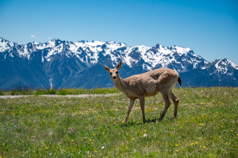 Top 10 Wildlife Destinations in the World: Ultimate Photo Hotspots